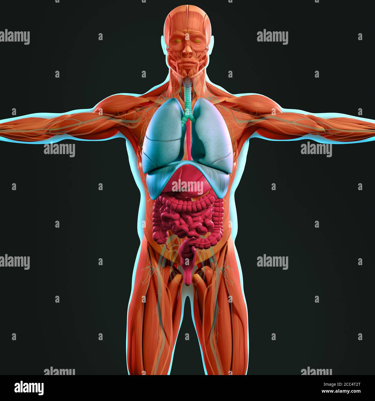 Inside A Human Body