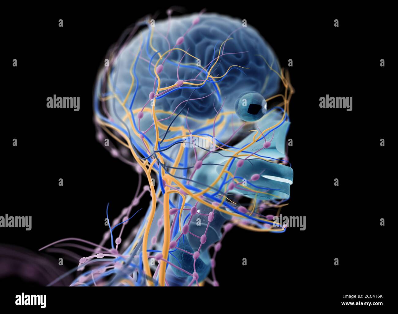 Anatomy illustration of human head, brain, arteries, nerves, lymph ...