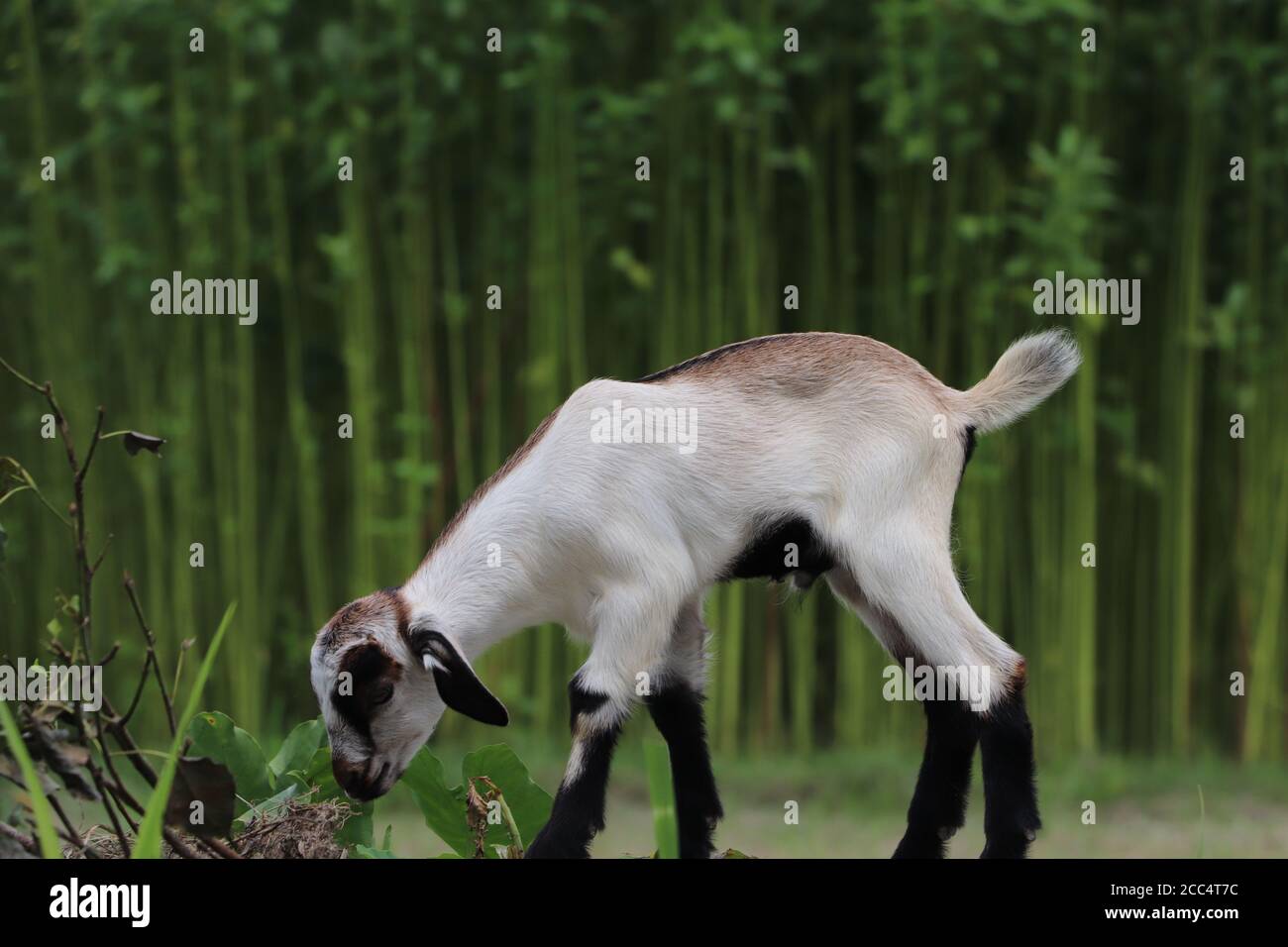 Cute small baby goat looking for grass on an agricultural field in ...