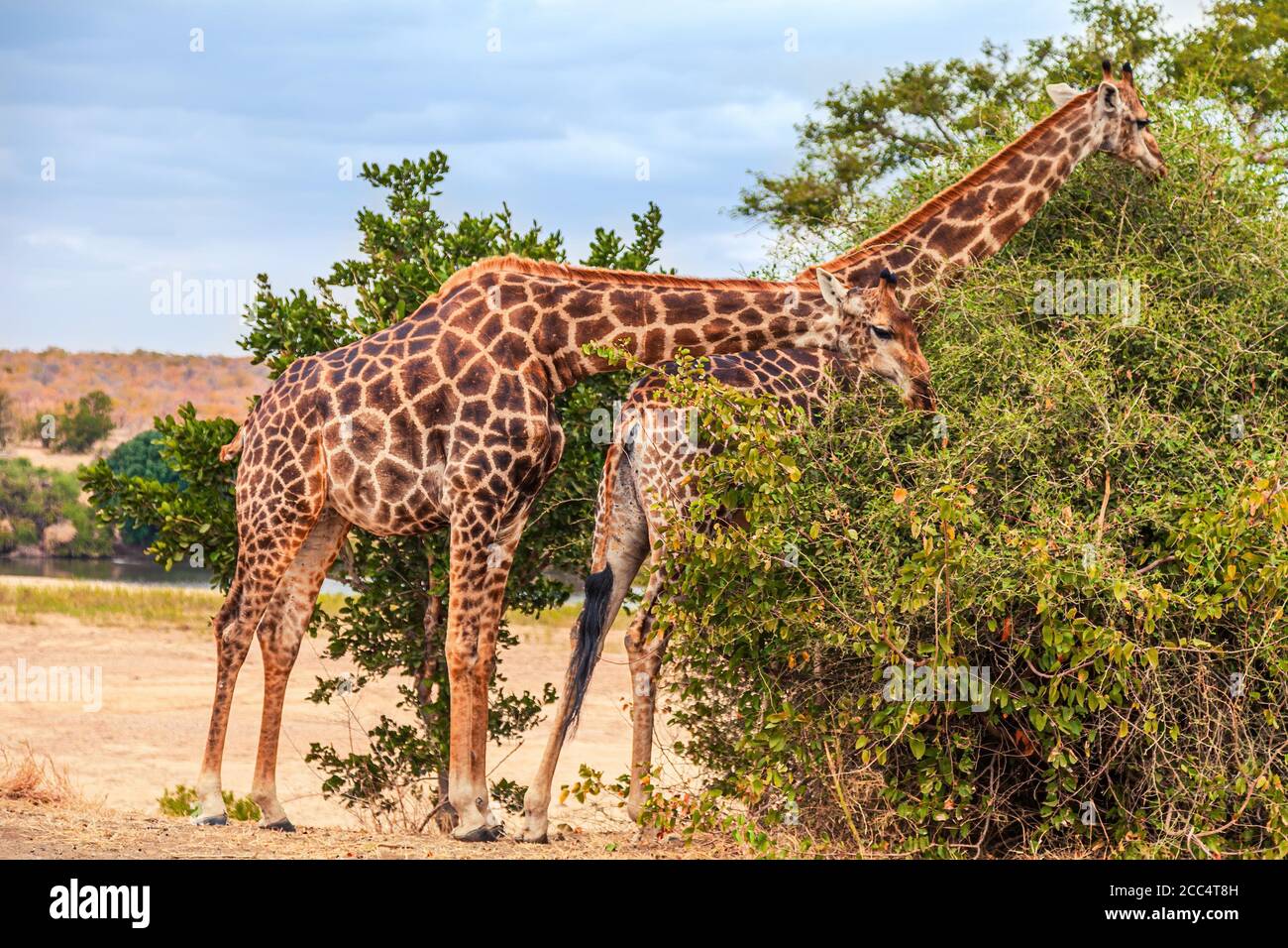 Kruger national park giraffes hi-res stock photography and images - Alamy