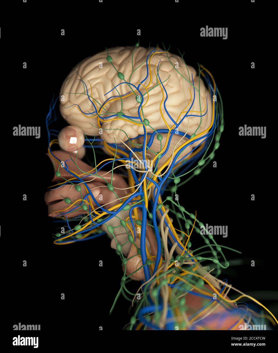 Anatomy illustration of human head, brain, arteries, nerves, lymph ...