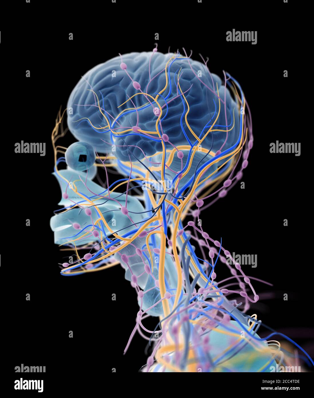 Anatomy illustration of human head, brain, arteries, nerves, lymph ...