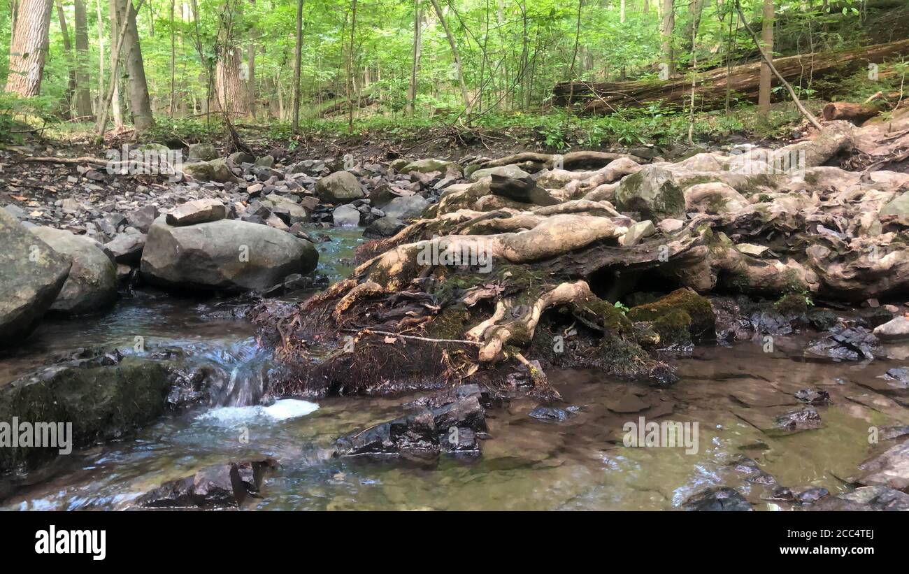 Forest stream flows past gnarled tree roots with green woodland ...