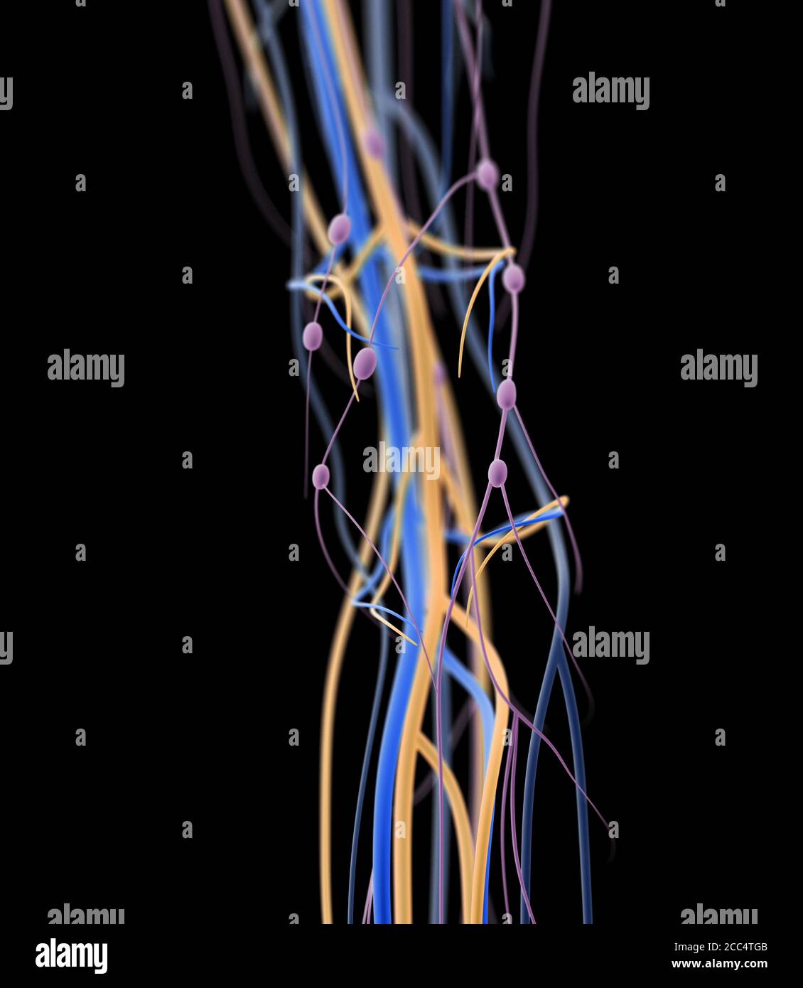 Medical illustration of knee arteries and lymphatic system, Human ...