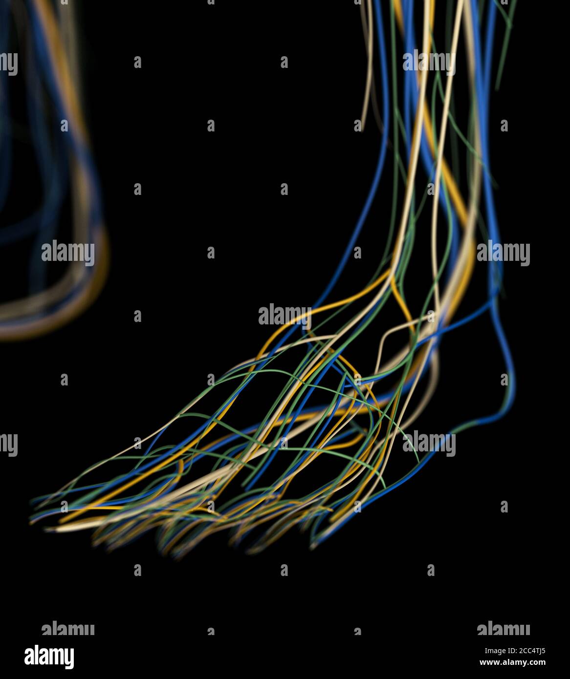 Medical illustration of foot arteries and lymphatic system, Human ...