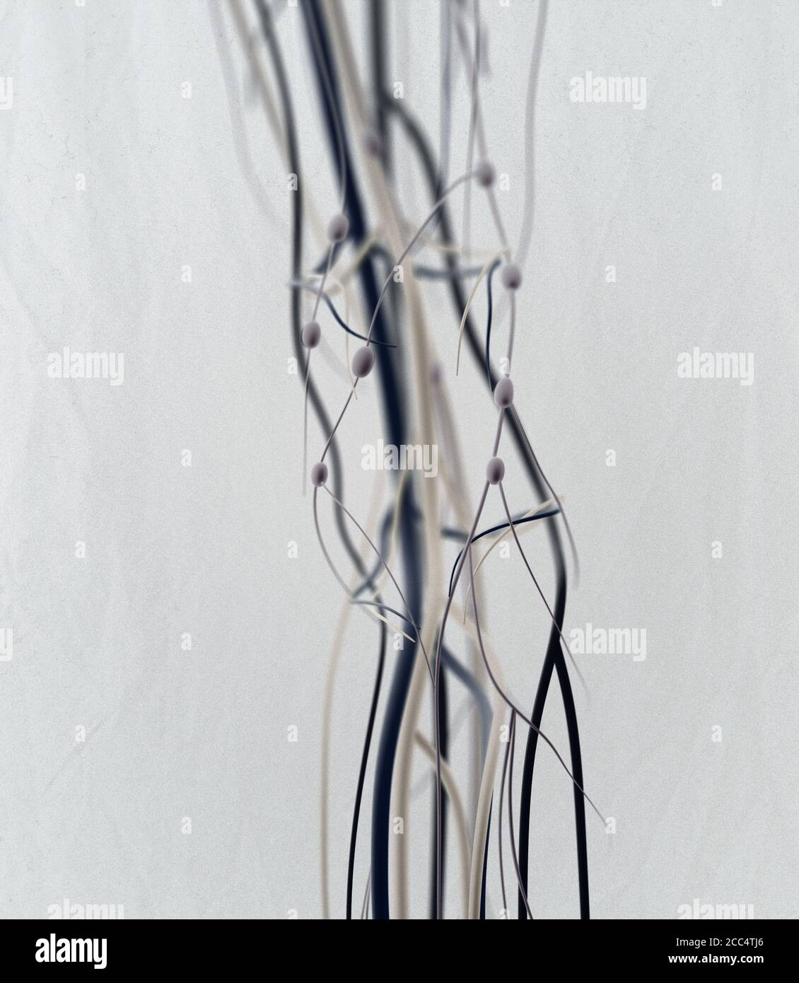 Medical illustration of knee arteries and lymphatic system, Human ...