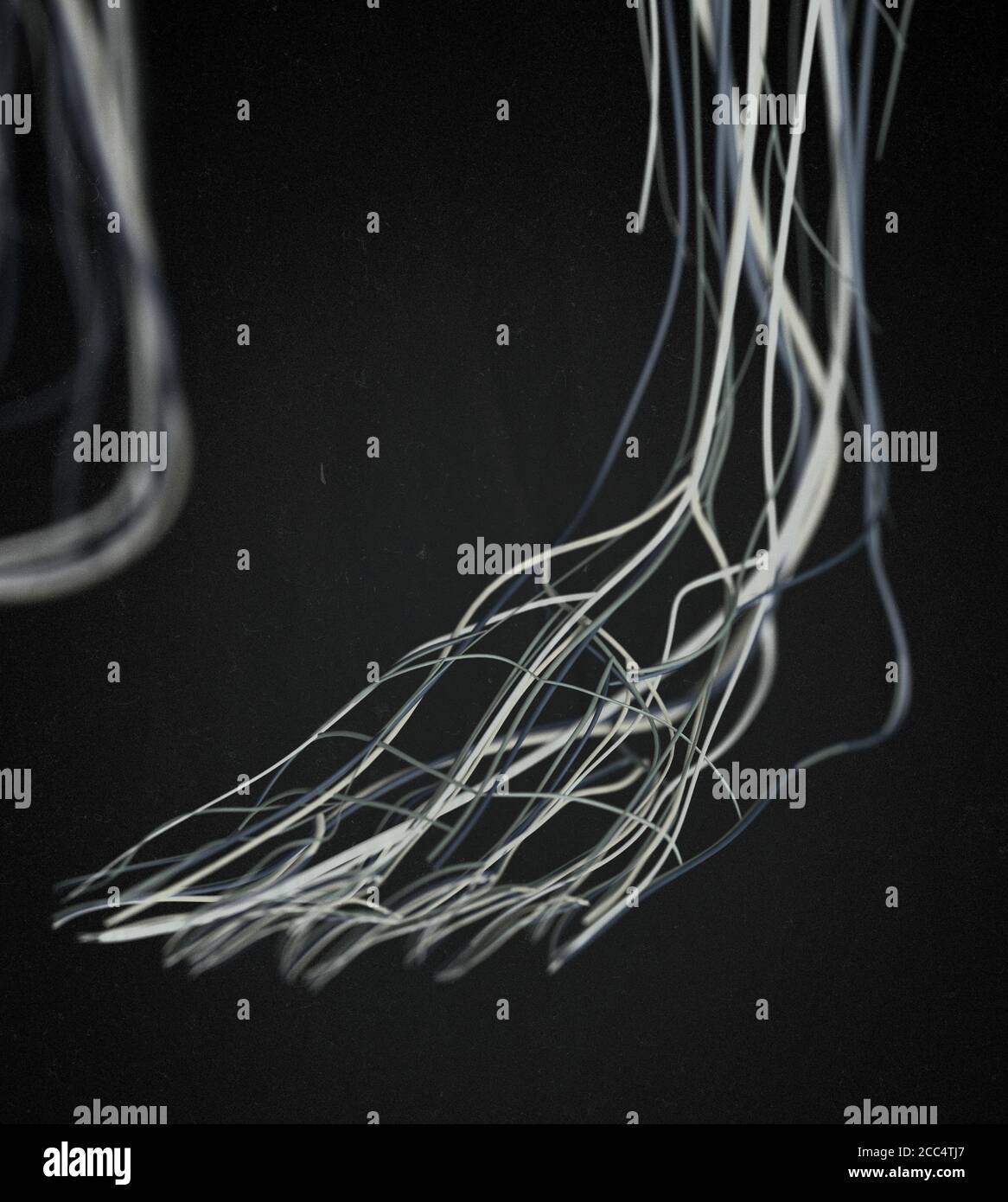 Medical illustration of foot arteries and lymphatic system, Human ...