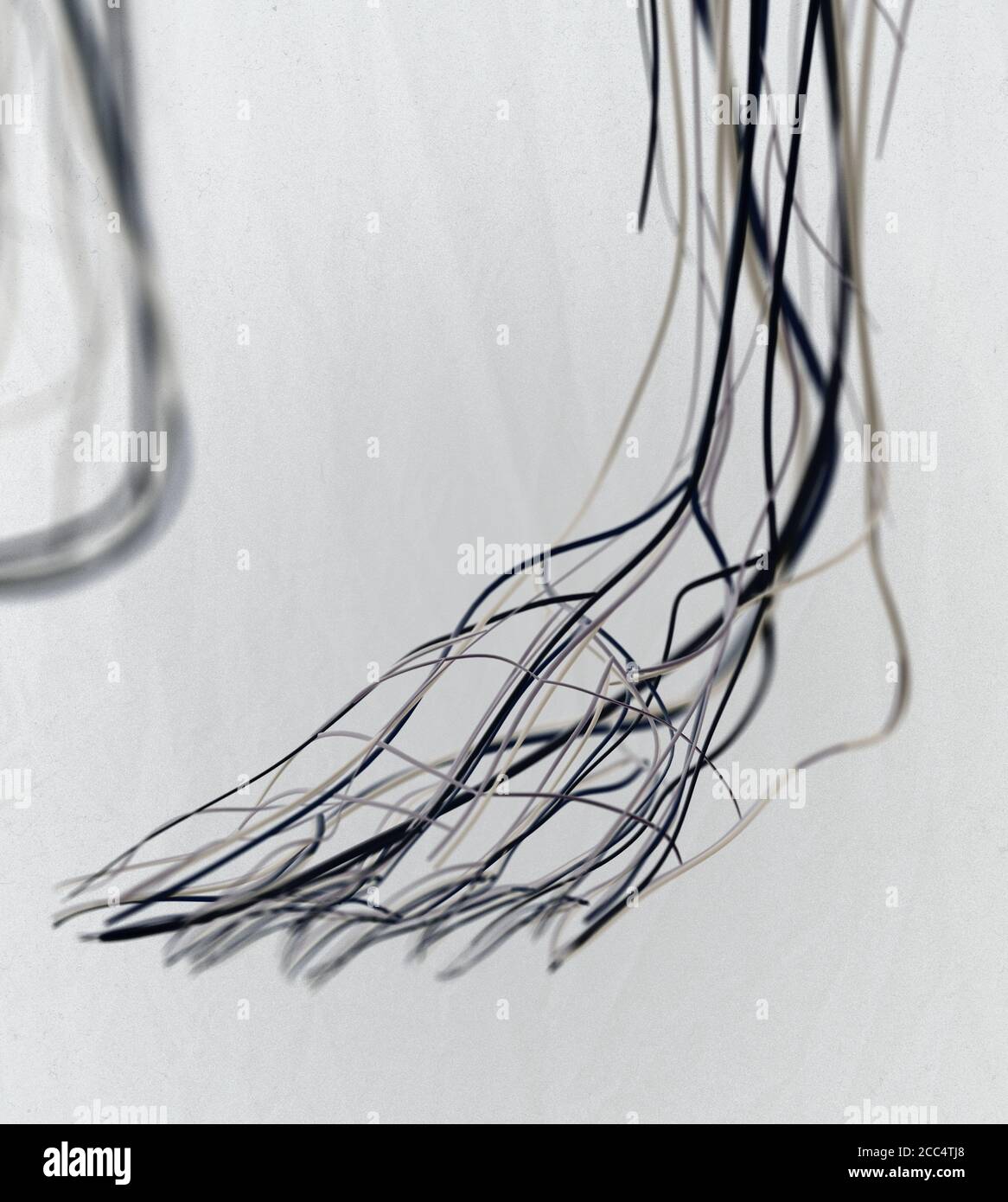 Medical illustration of foot arteries and lymphatic system, Human ...