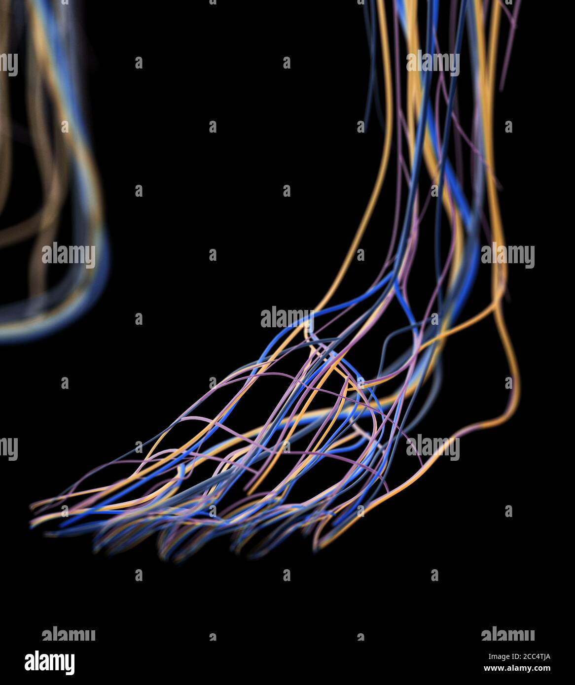Medical illustration of foot arteries and lymphatic system, Human ...