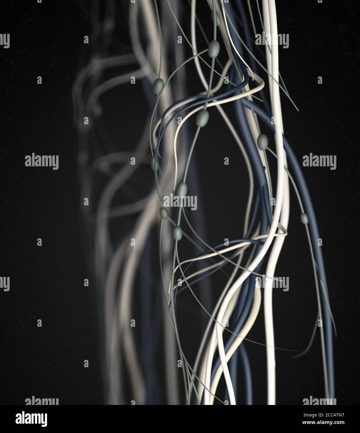 Medical illustration of knee arteries and lymphatic system, Human ...