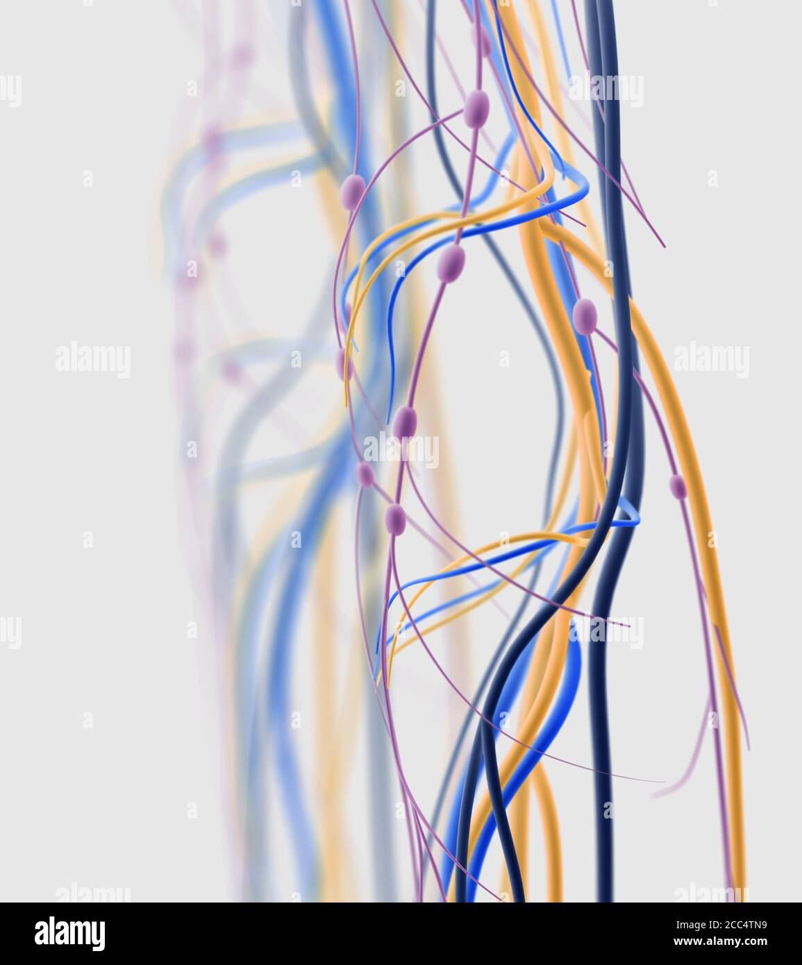 Medical illustration of knee arteries and lymphatic system, Human ...