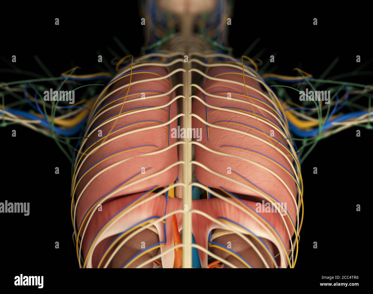 Man vascular system graphic hi-res stock photography and images - Alamy