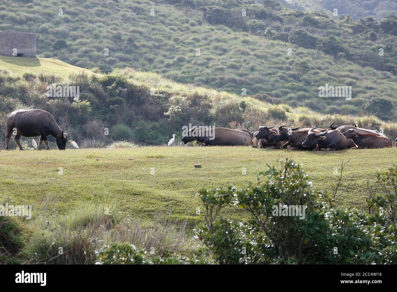 Cows taiwan hi-res stock photography and images - Alamy