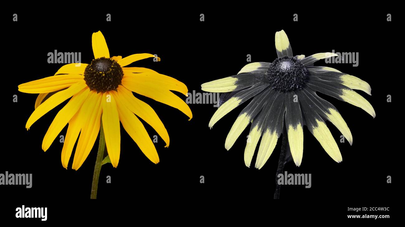 Ultraviolet Light Flower