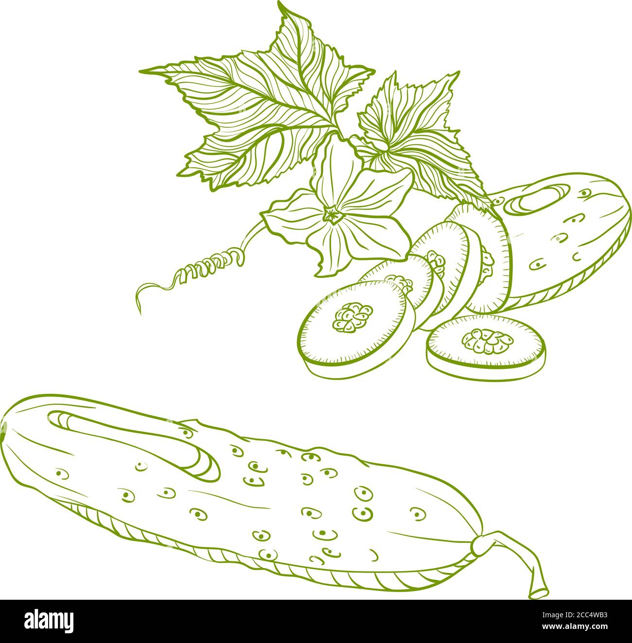 Monochrome drawing of cucumbers. Vector hand drawn illustration ...