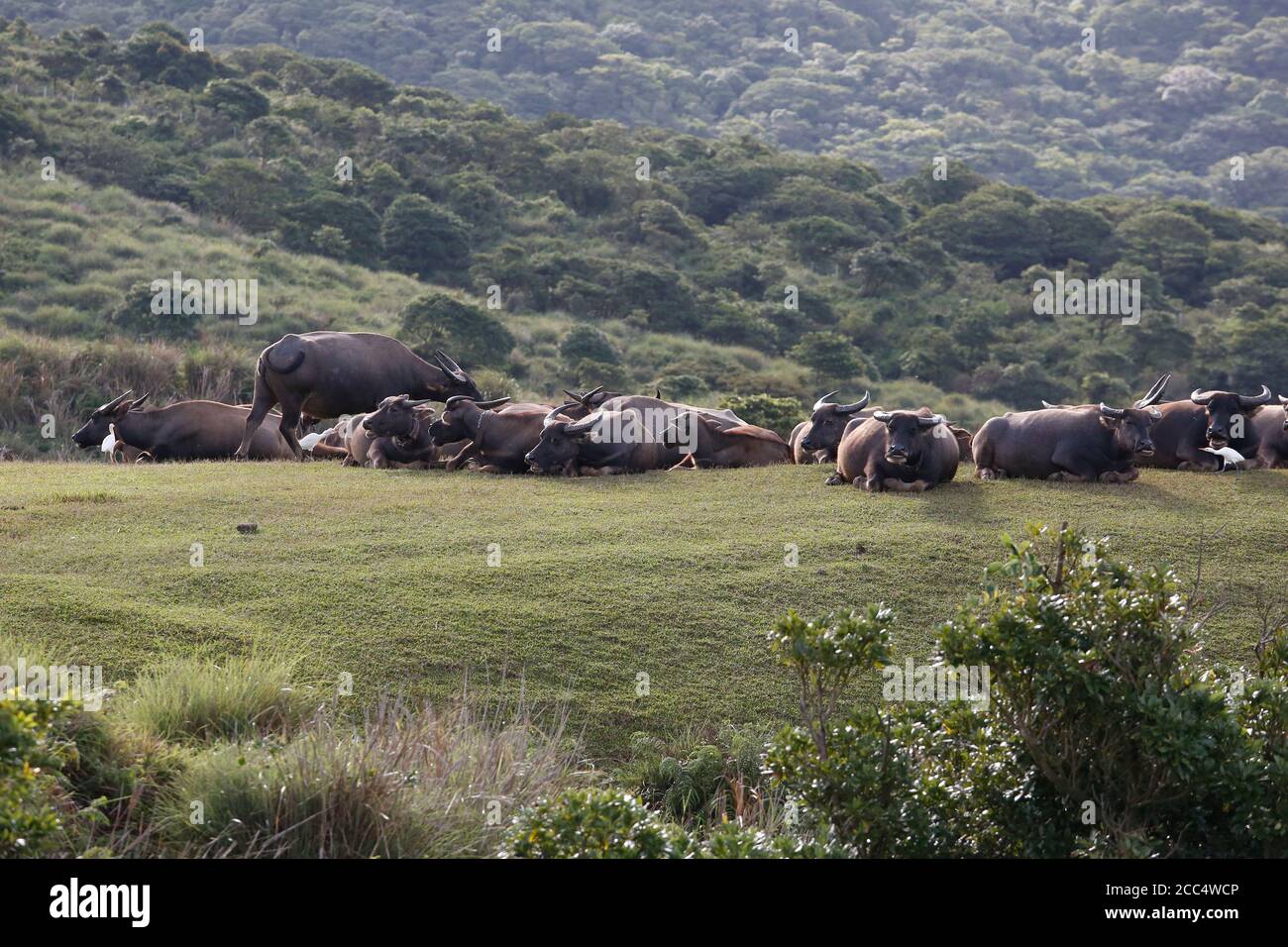 Cows taiwan hi-res stock photography and images - Alamy