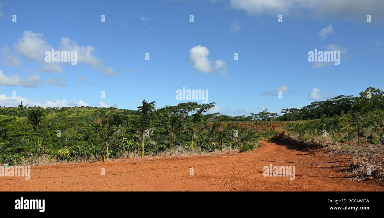 Countryside landscape. Dirt road and agricultural fields. Mauritius ...