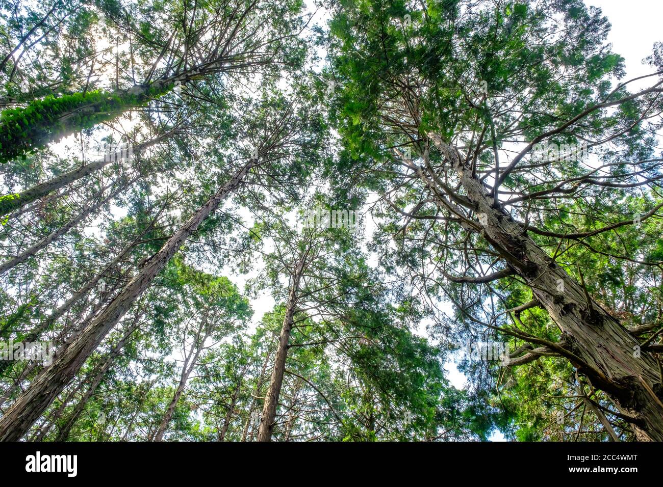 Taller hi-res stock photography and images - Alamy