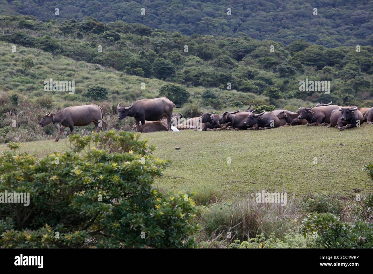 Wild cows in Qingtiangang, Taipei, Taiwan Stock Photo - Alamy