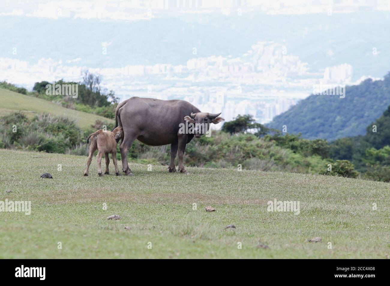 Wild cows in Qingtiangang, Taipei, Taiwan Stock Photo - Alamy