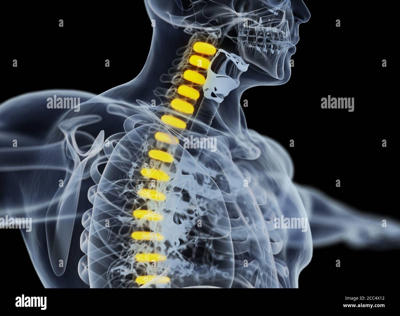 Anatomy illustration of human spine discs. 3d illustration Stock Photo ...