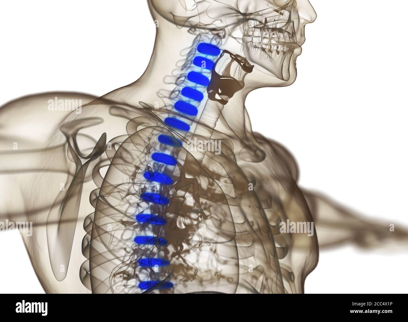 Anatomy illustration of human spine discs. 3d illustration Stock Photo ...