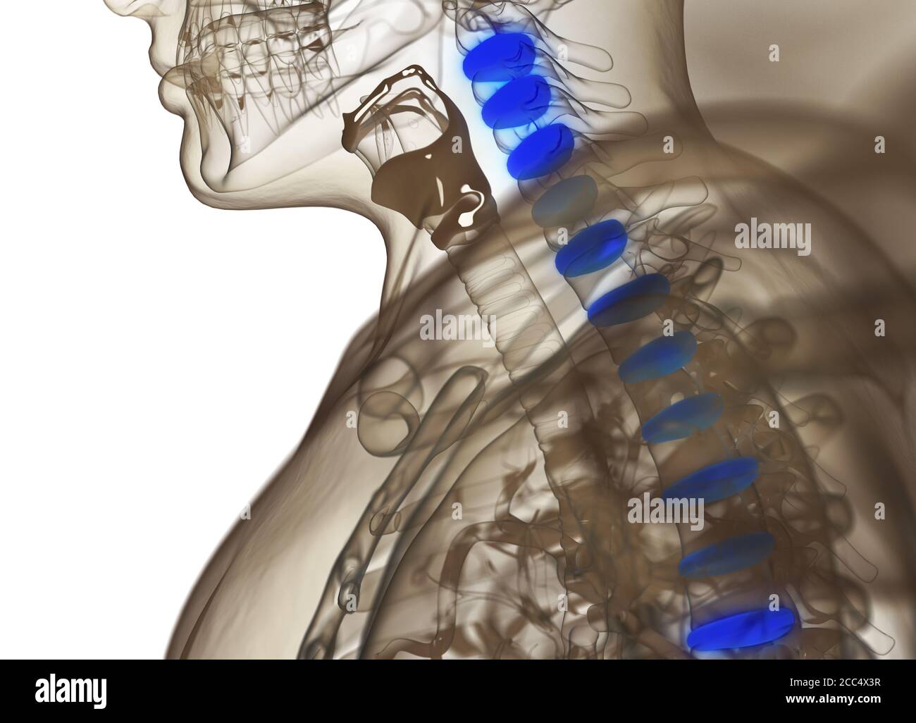 Anatomy illustration of human spine discs. 3d illustration Stock Photo ...