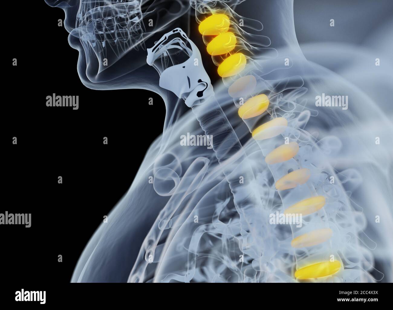 Anatomy illustration of human spine discs. 3d illustration Stock Photo ...