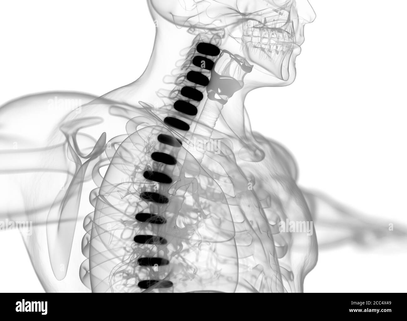 Anatomy illustration of human spine discs. 3d illustration Stock Photo ...