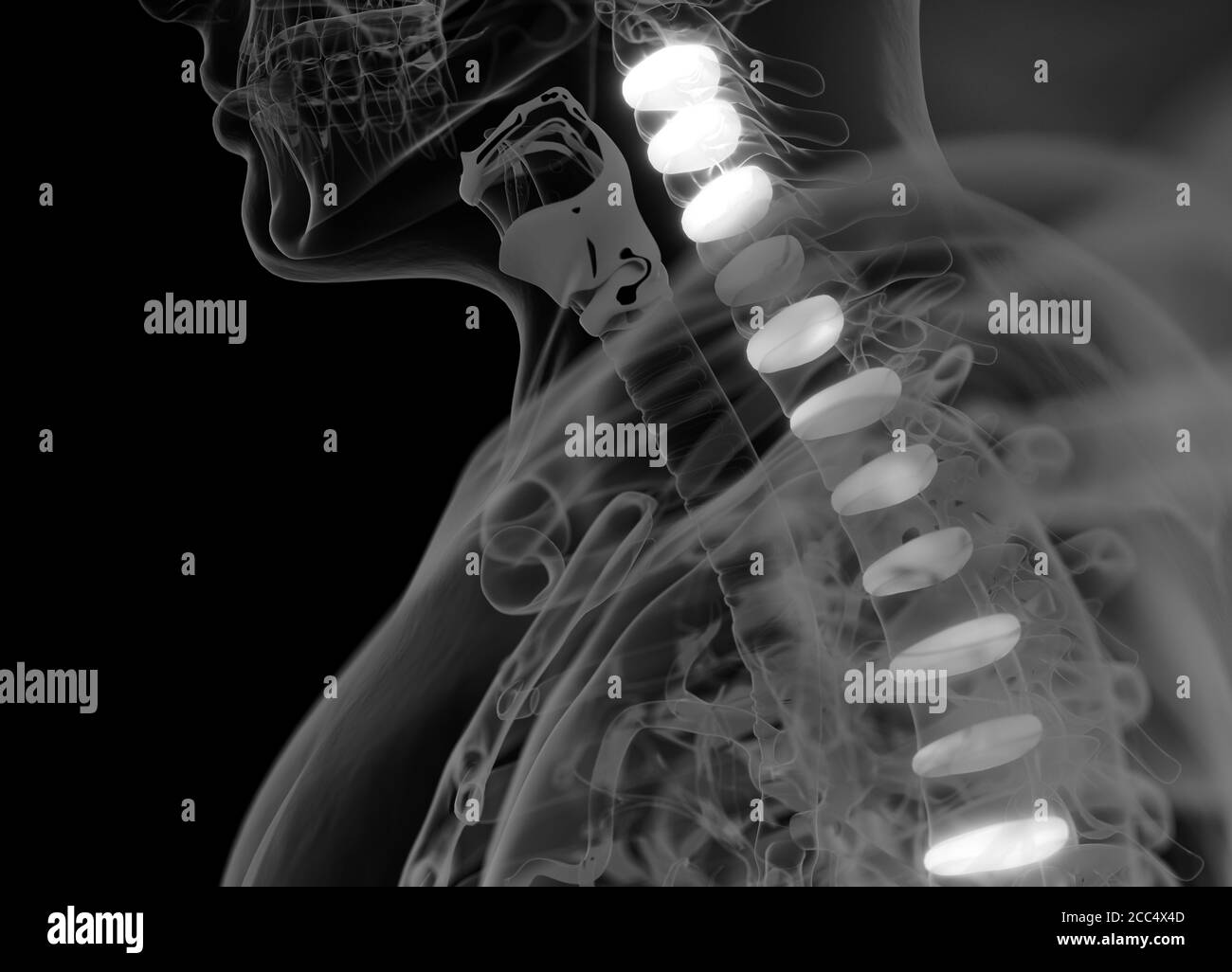 Anatomy illustration of human spine discs. 3d illustration Stock Photo ...