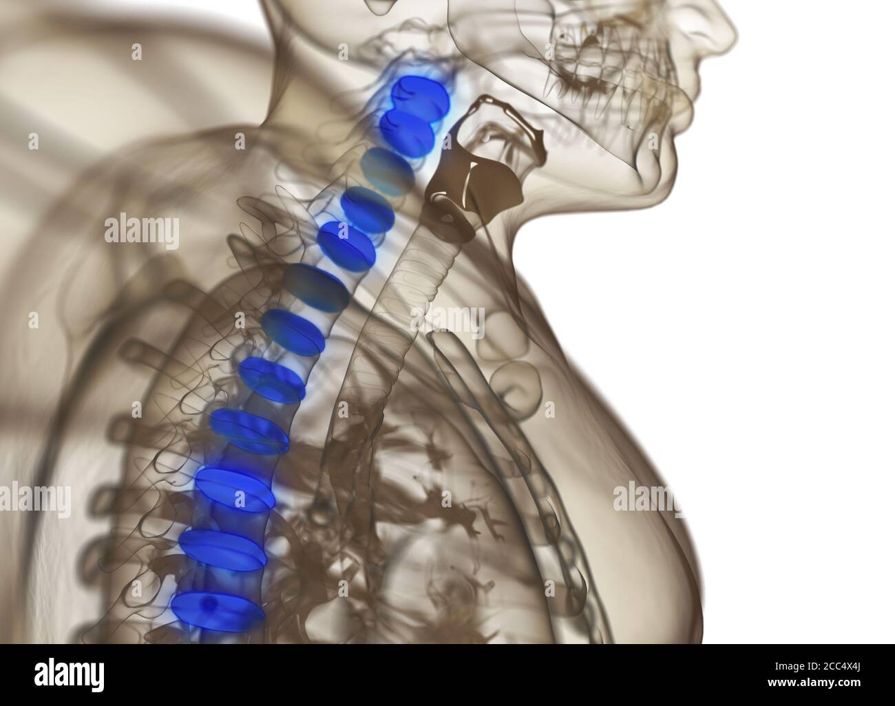 Anatomy illustration of human spine discs. 3d illustration Stock Photo ...