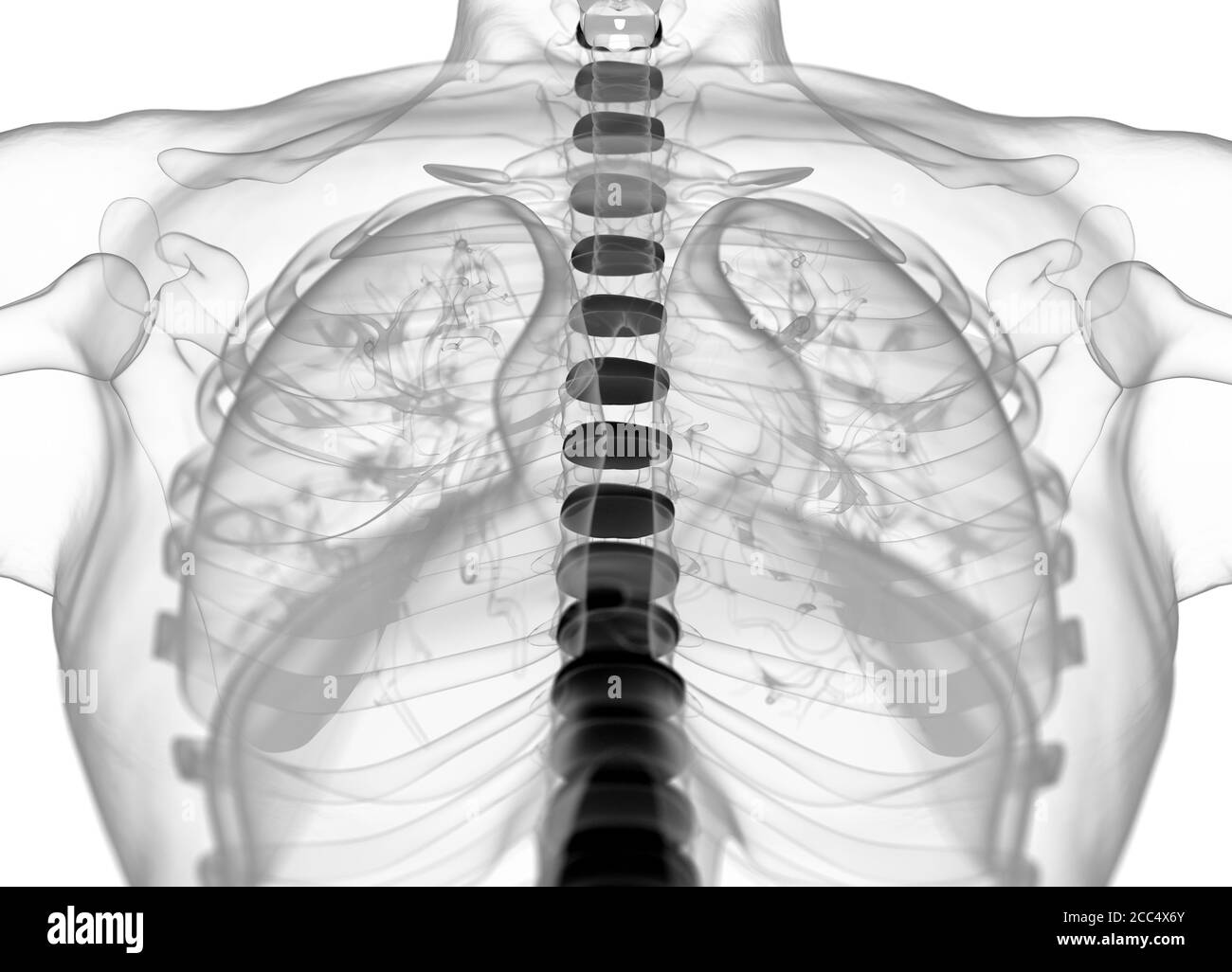 Anatomy illustration of human spine discs. 3d illustration Stock Photo ...