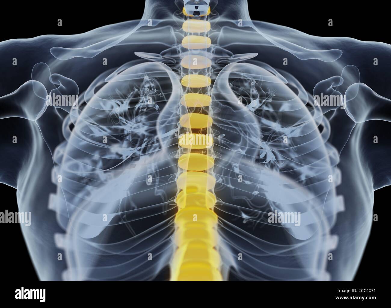Anatomy illustration of human spine discs. 3d illustration Stock Photo ...