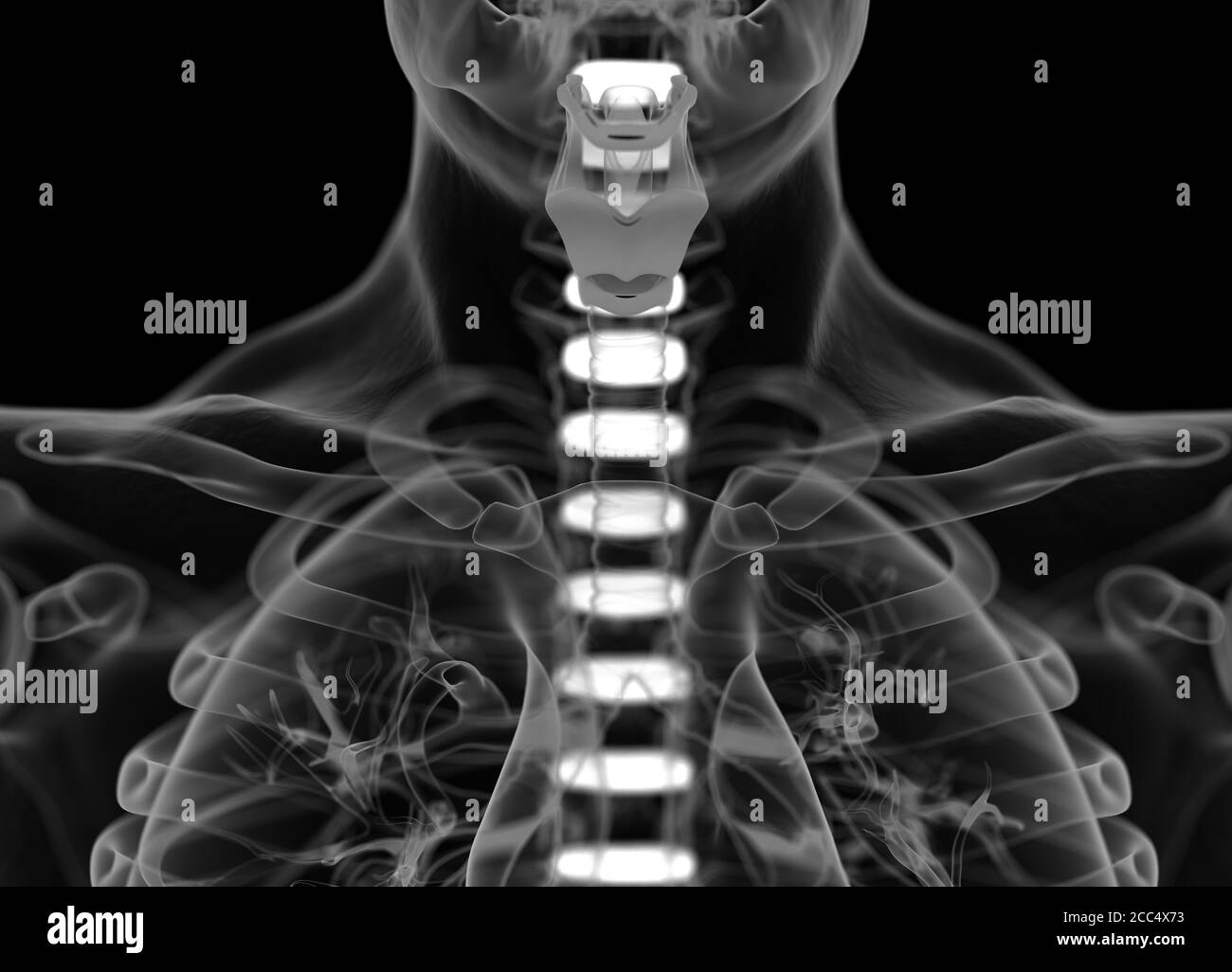 Anatomy illustration of human spine discs. 3d illustration Stock Photo ...