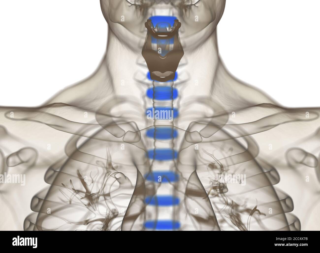 Anatomy illustration of human spine discs. 3d illustration Stock Photo ...