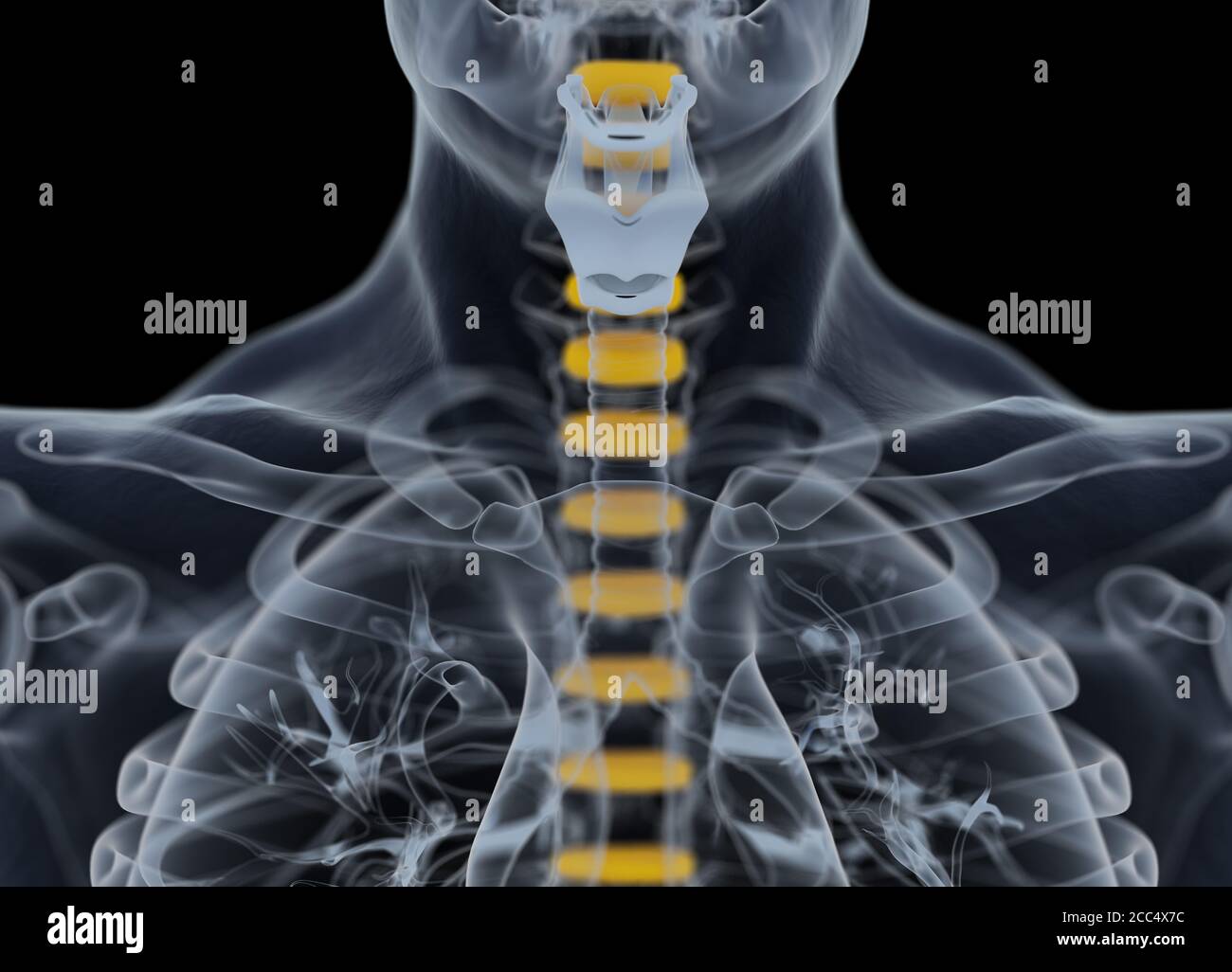 Anatomy illustration of human spine discs. 3d illustration Stock Photo ...