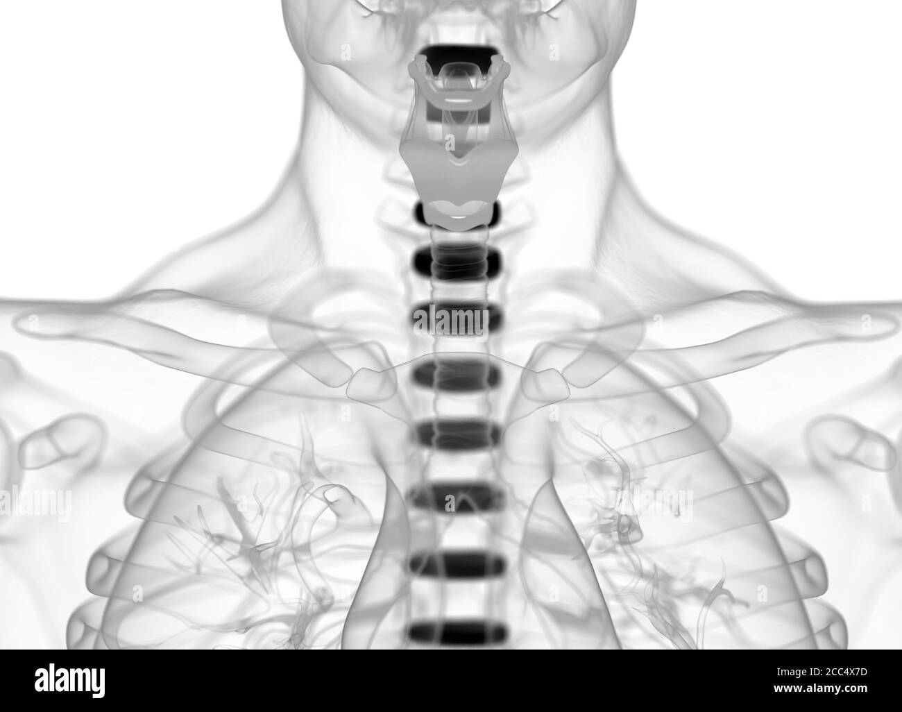 Anatomy illustration of human spine discs. 3d illustration Stock Photo ...