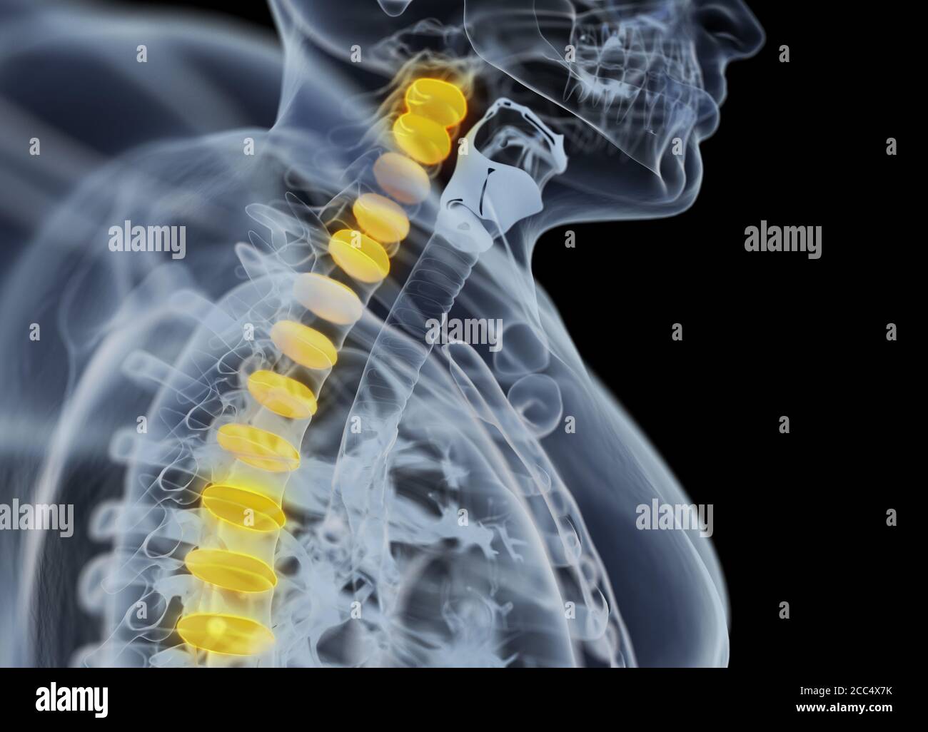 Anatomy illustration of human spine discs. 3d illustration Stock Photo ...