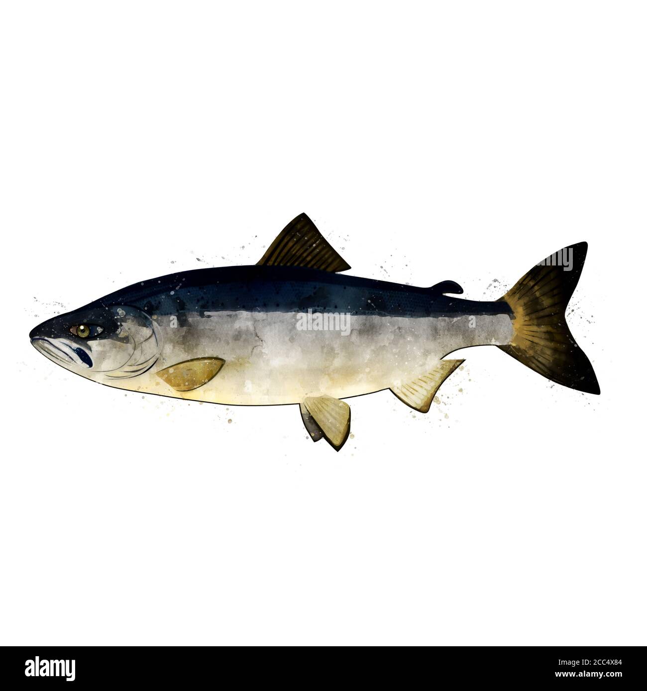 Chum Salmon, watercolor isolated illustration of a fish Stock Photo - Alamy
