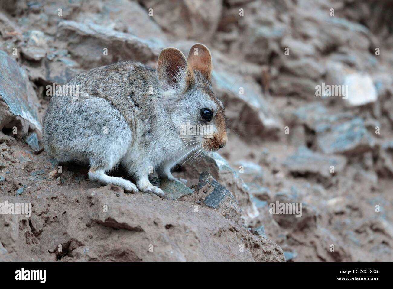 Ochotona gloveri hi-res stock photography and images - Alamy