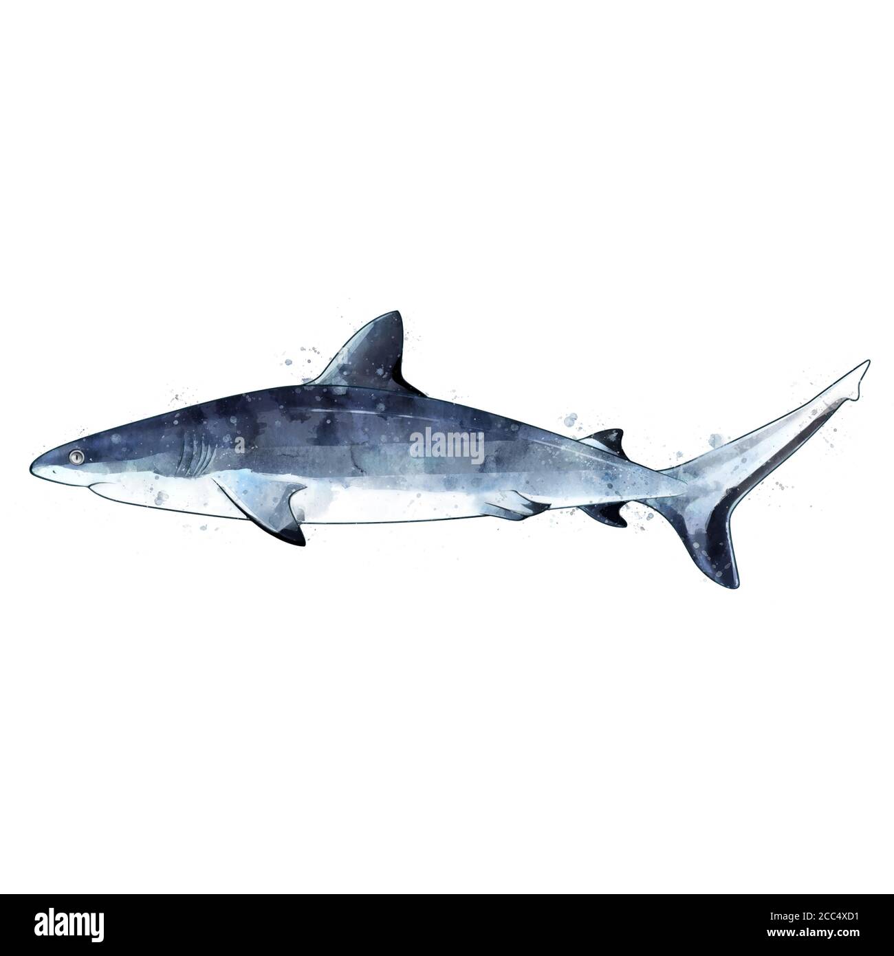 Gray Shark, watercolor isolated illustration of a fish Stock Photo - Alamy