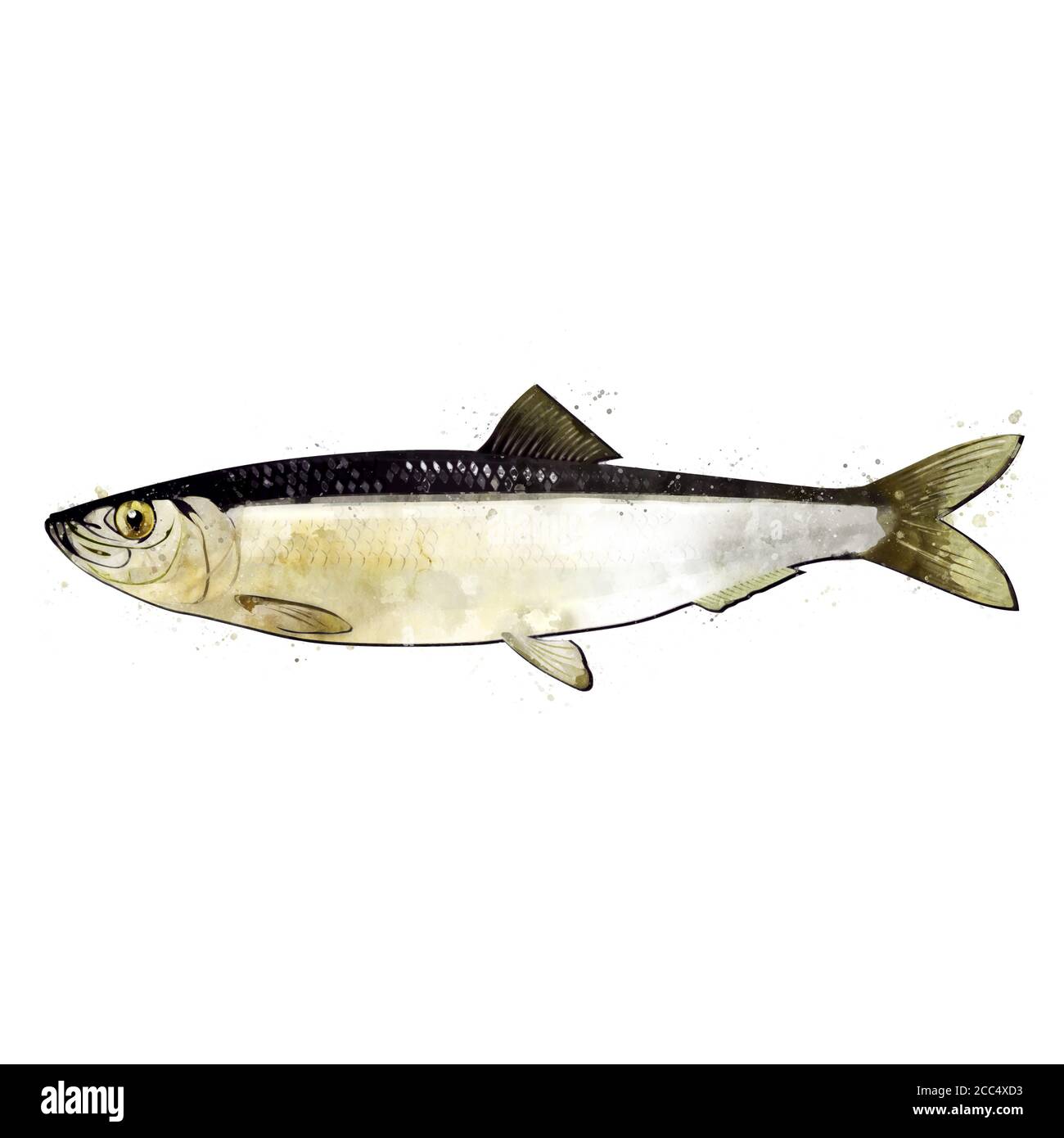 Herring fish drawing hi-res stock photography and images - Alamy
