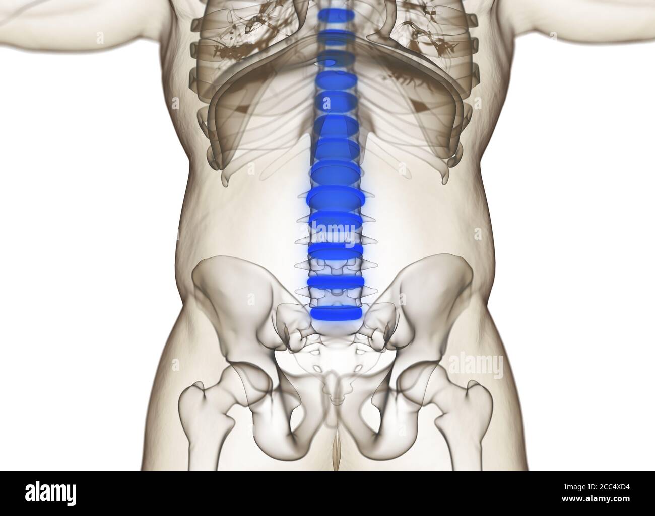 Anatomy illustration of human spine discs. 3d illustration Stock Photo ...