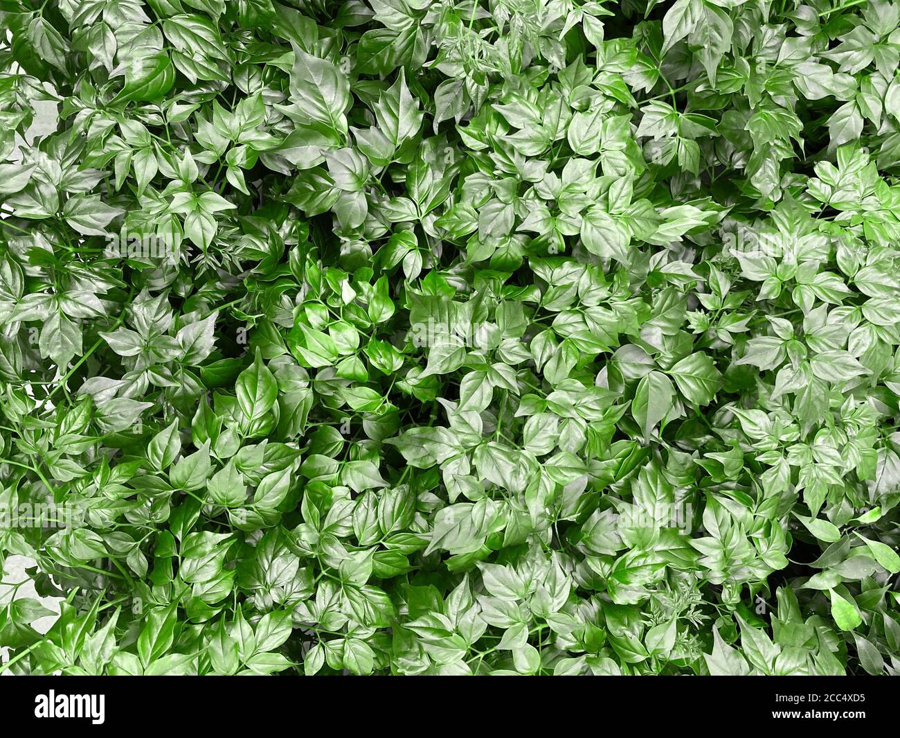 Green fresh leaves background. Perfect texture Stock Photo - Alamy