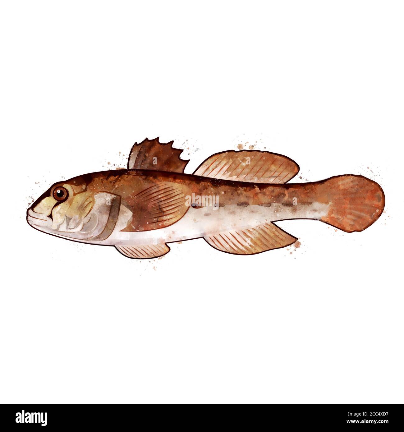 Shanny hi-res stock photography and images - Alamy