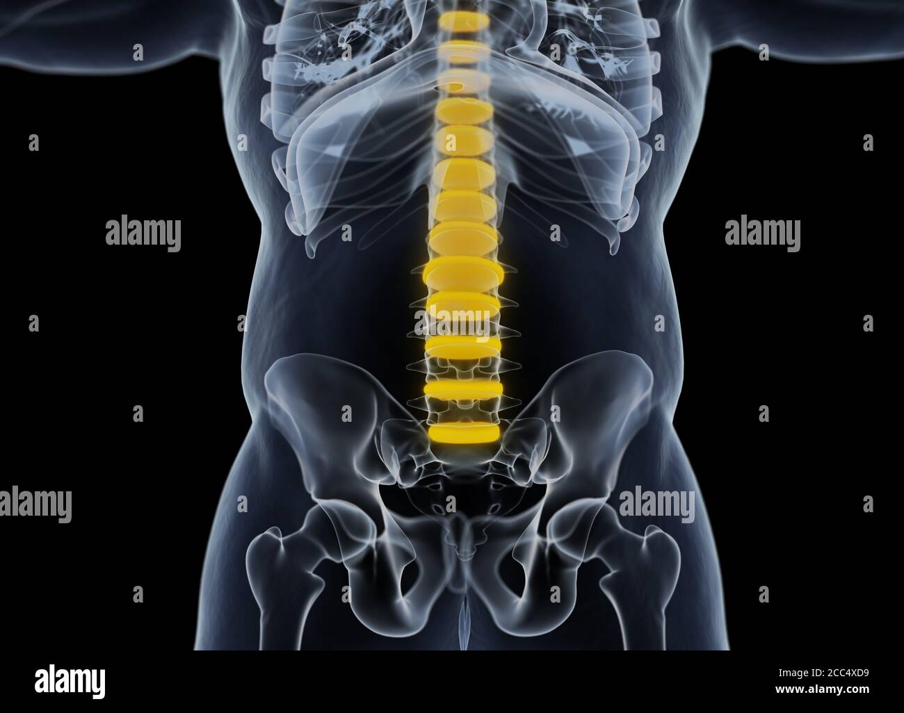 Anatomy illustration of human spine discs. 3d illustration Stock Photo ...
