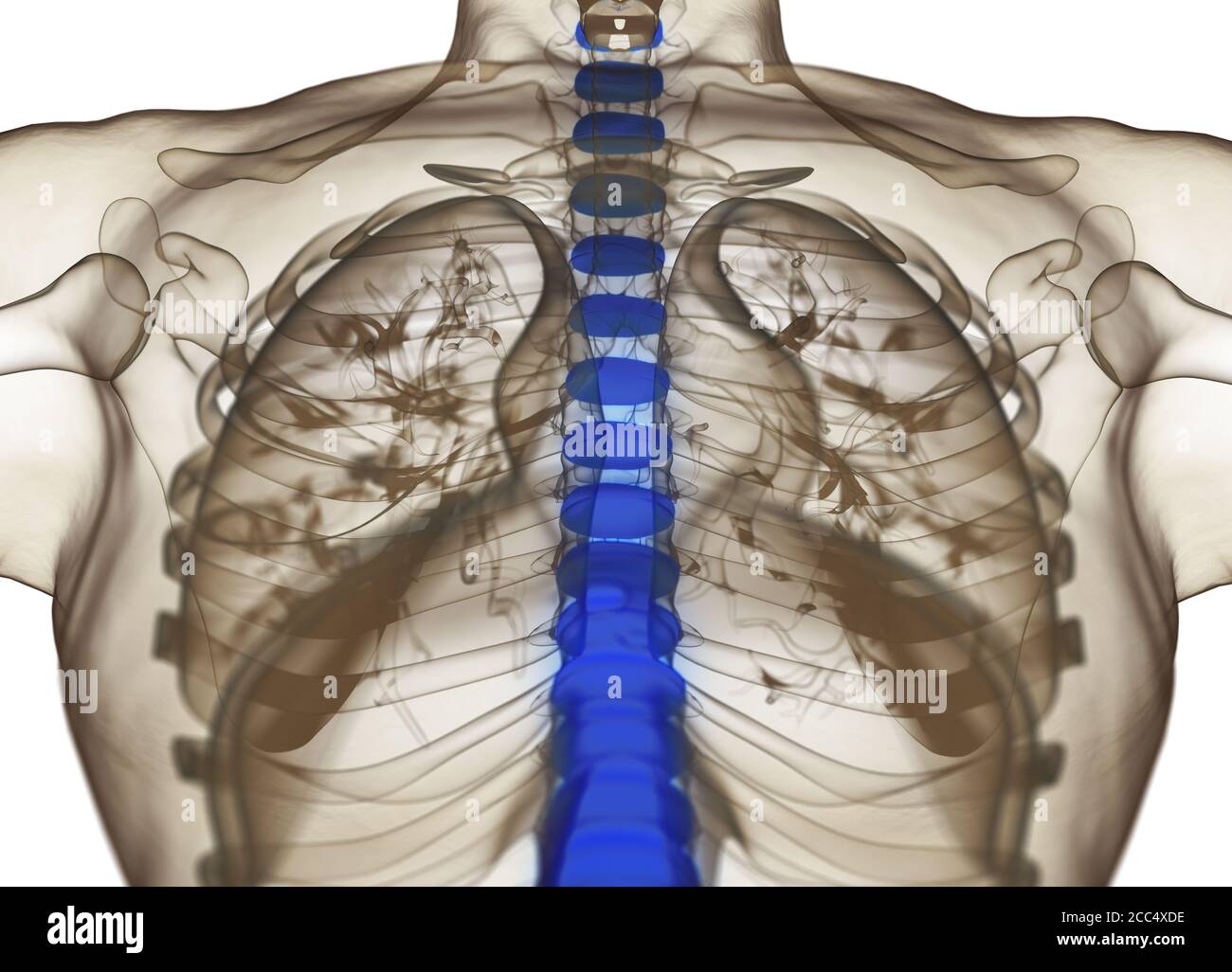 Anatomy illustration of human spine discs. 3d illustration Stock Photo ...