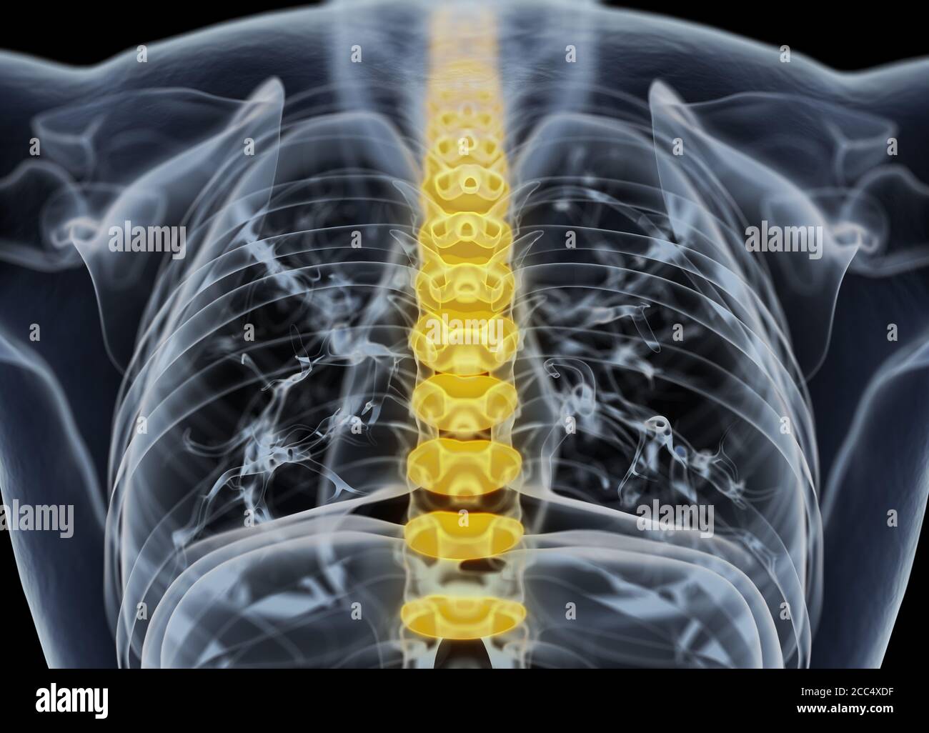 Anatomy illustration of human spine discs. 3d illustration Stock Photo ...