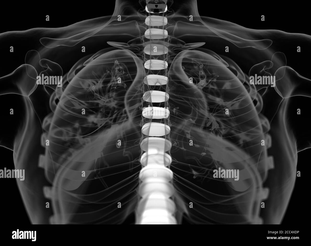Anatomy illustration of human spine discs. 3d illustration Stock Photo ...