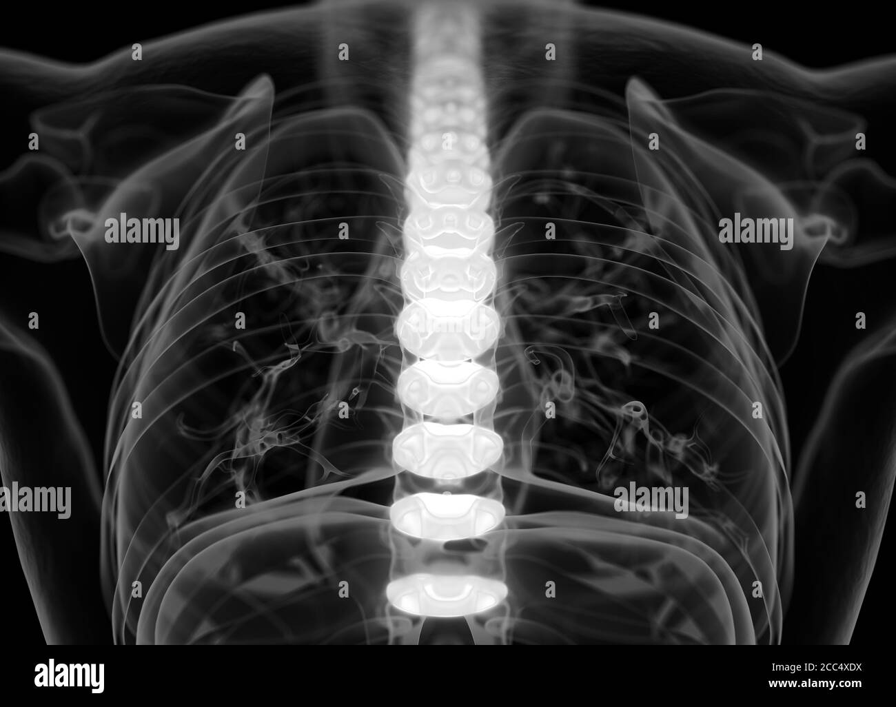 Anatomy illustration of human spine discs. 3d illustration Stock Photo ...